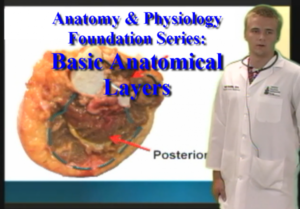 AP Anatomical Layers - Anatomy Guy
