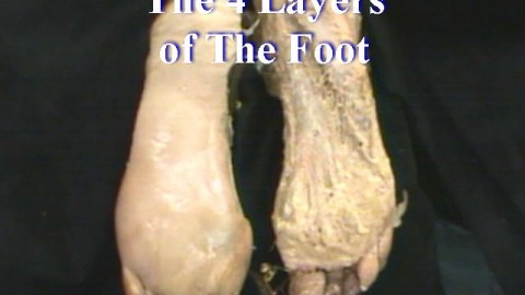 layers of the foot Archives - Anatomy Guy