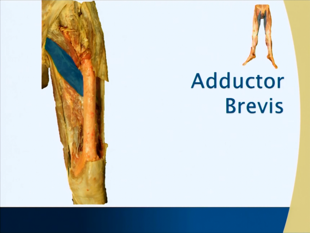 Adductor Brevis Cadaver