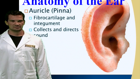 triangular fossa Archives - Anatomy Guy