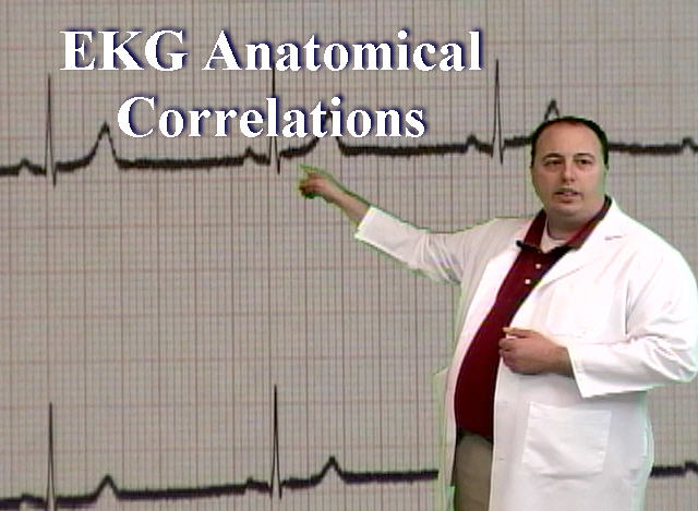 Cardiology: EKG Anatomical Correlations - Anatomy Guy