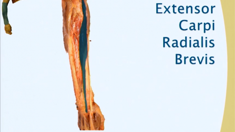 extensor carpi radialis brevis Archives - Anatomy Guy