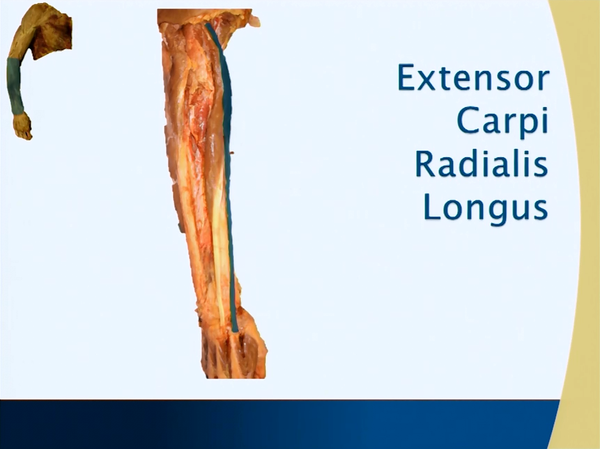 Muscle Chart: Extensor Carpi Radialis Longus (Antebrachium - Forearm ...