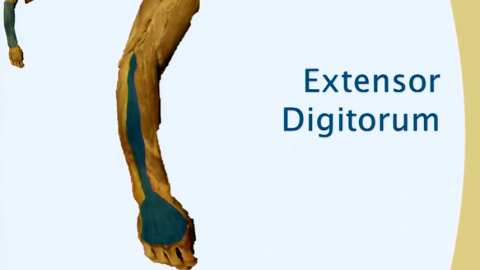 extensor digitorum communis Archives - Anatomy Guy