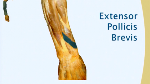 extensor pollicis brevis Archives - Anatomy Guy