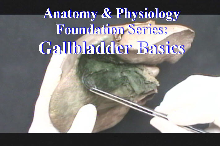 Anatomy & Physiology Foundation Series: Gallbladder Basics - Anatomy Guy