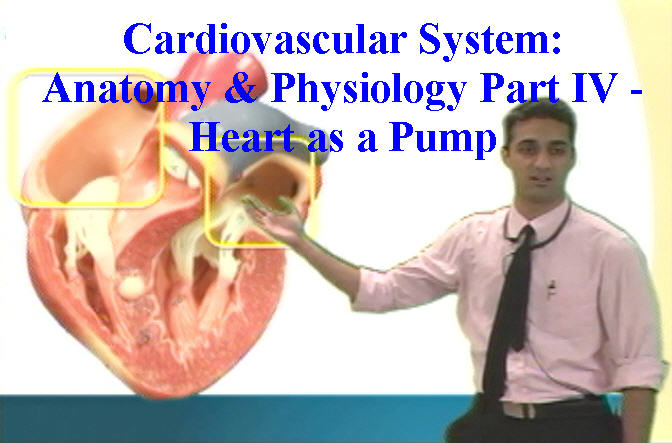 Anatomy & Physiology Foundation Series: Cardiovascular System - Heart ...