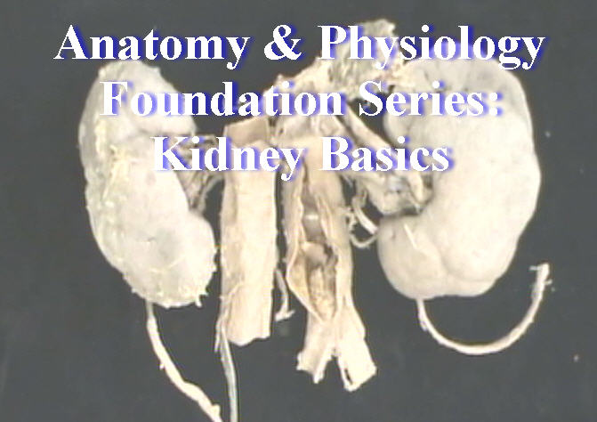 Anatomy & Physiology Foundation Series: Kidney Basics - Anatomy Guy