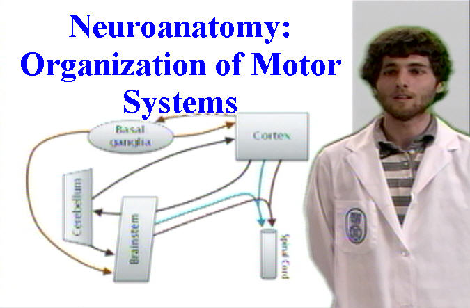 Neuroanatomy: Organization of Motor Systems - Anatomy Guy