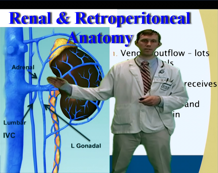 Retroperitoneal Anatomy