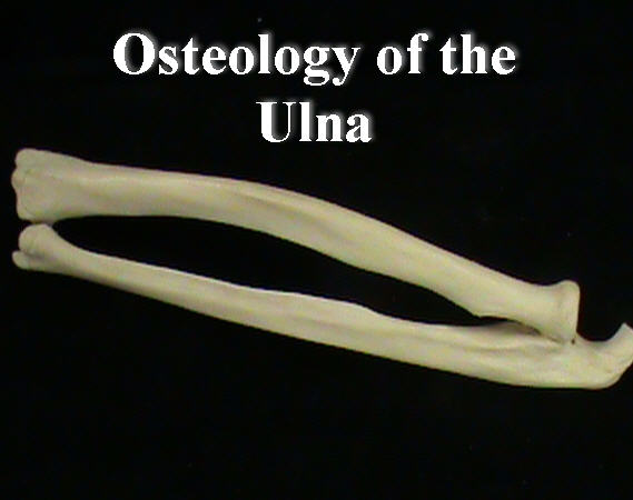Real Ulna Bone
