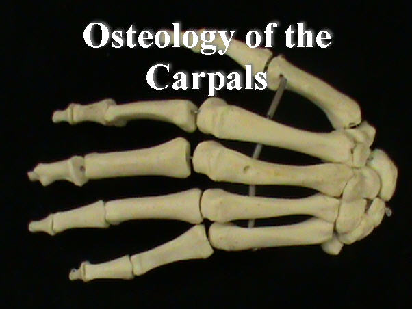Osteology: The Carpals - Anatomy Guy