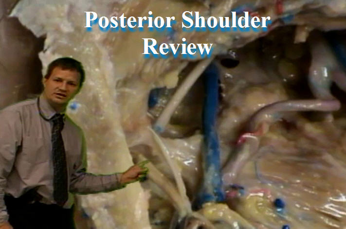 Review: Posterior Shoulder - Anatomy Guy