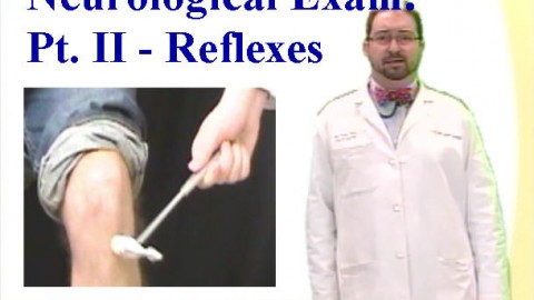 cranial nerve reflexes Archives - Anatomy Guy
