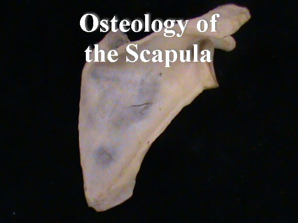 Osteology: The Scapula - Anatomy Guy