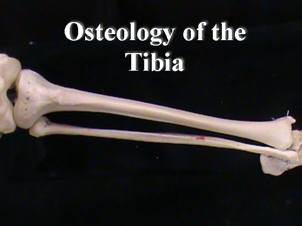 Osteology: The Tibia - Anatomy Guy