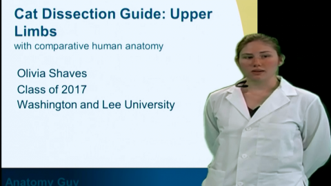 cat dissection guide Archives - Anatomy Guy