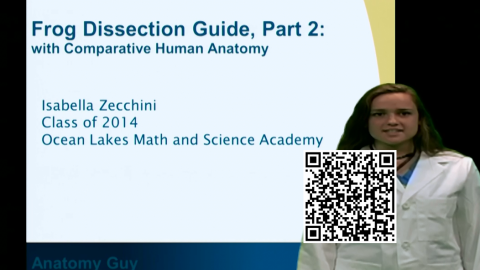 frog dissection guide Archives - Anatomy Guy