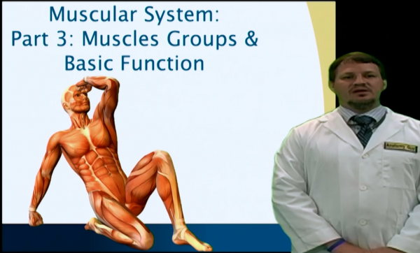Muscular System 3 - Anatomy Guy