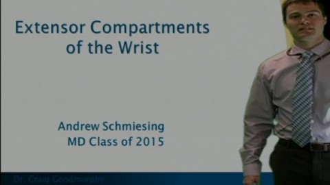 extensor compartments of the wrist Archives - Anatomy Guy